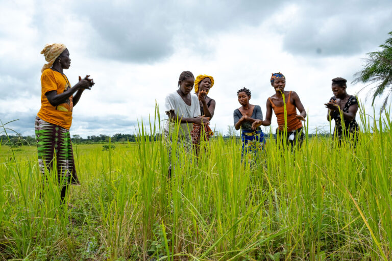 Feed Salone – For a food-secure and prosperous Sierra Leone